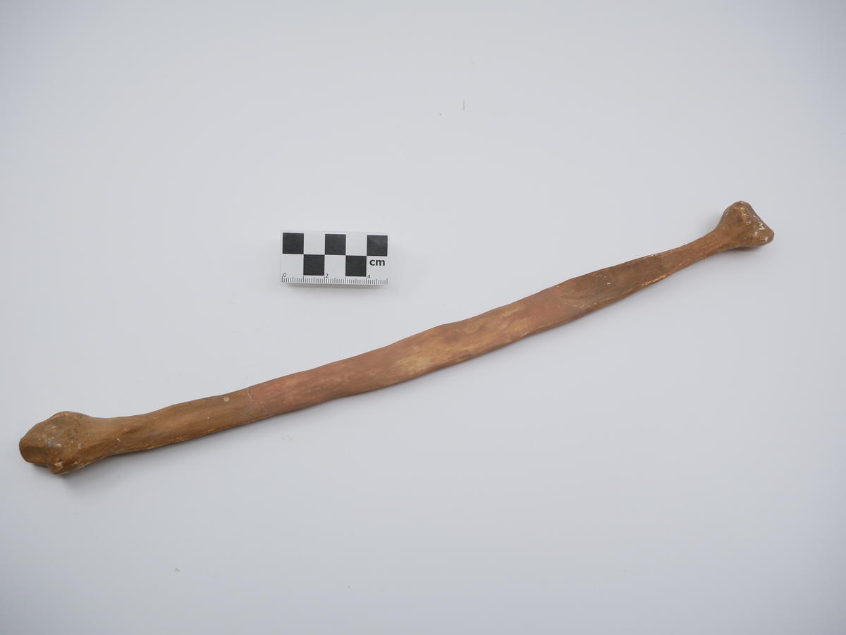 Cro-Magnon fibula, plaster cast - Faculty of Medicine, Dentistry and ...