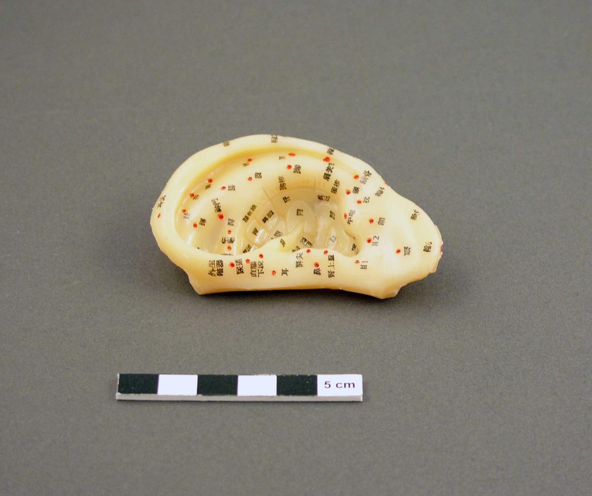 Model of Human ear showing acupuncture points and courses of Meridians ...