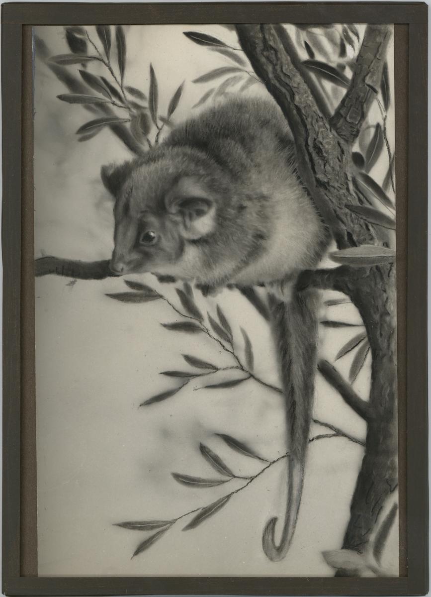 Mounted photograph of a ringtail possum - Faculty of Medicine ...