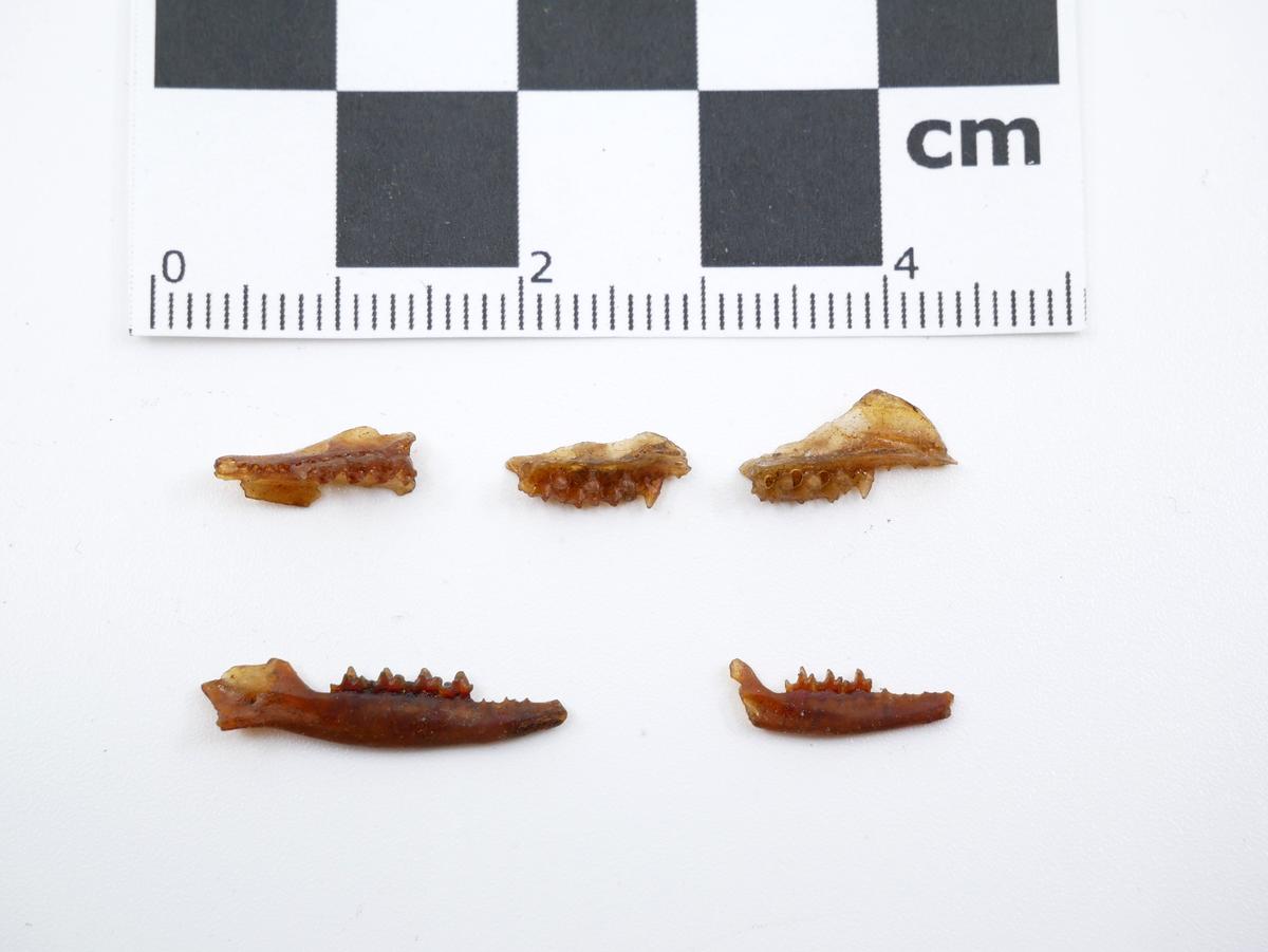Antechinus subfossil mandibles and maxilla fragments - Faculty of ...