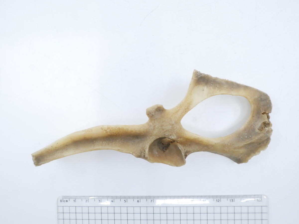 Red-necked wallaby subfossil hip bone - Faculty of Medicine, Dentistry ...