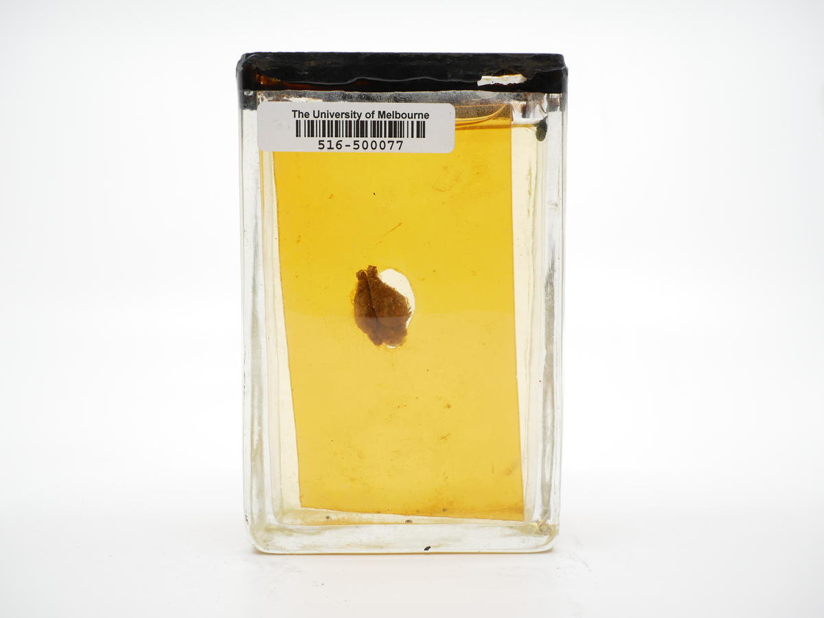 Possum brain - Faculty of Medicine, Dentistry and Health Sciences ...