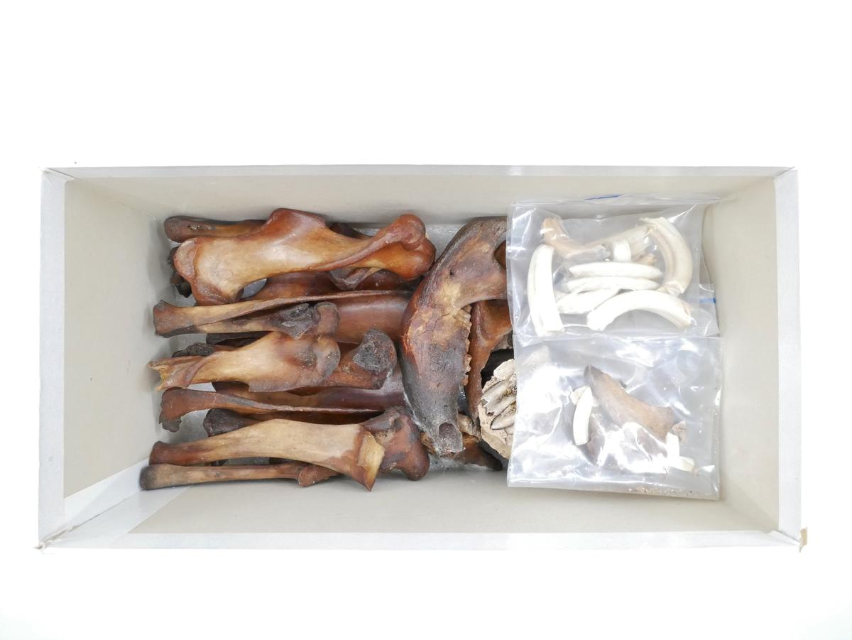 Southern hairy-nosed wombat subfossil bones - Faculty of Medicine ...