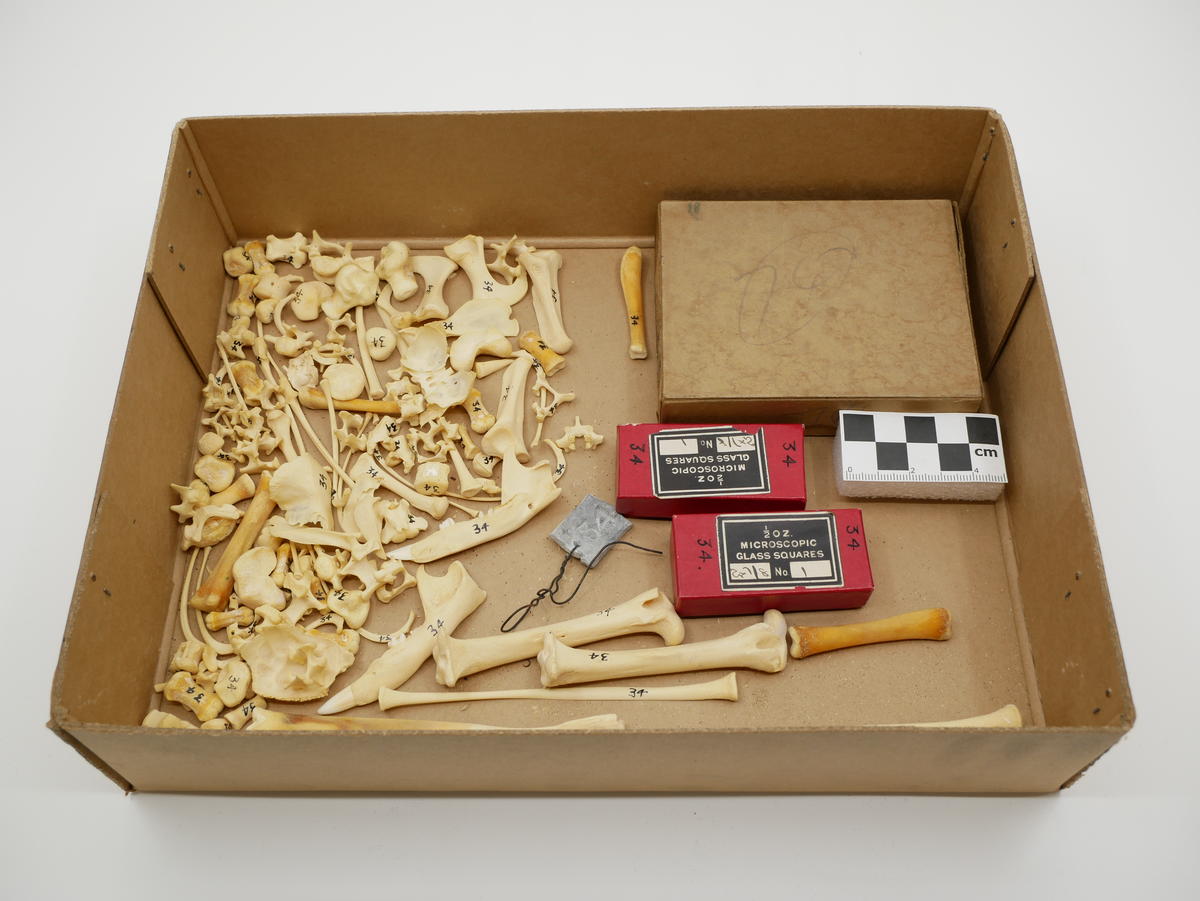 Skeleton set - juvenile macropod - Faculty of Medicine, Dentistry and ...