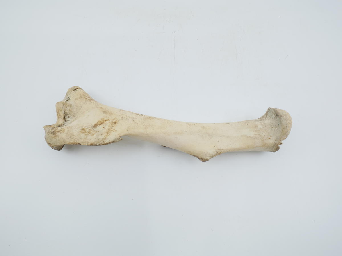 Kangaroo humerus - Faculty of Medicine, Dentistry and Health Sciences ...