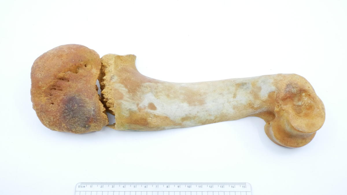 Cow humerus, sectioned - Faculty of Medicine, Dentistry and Health ...