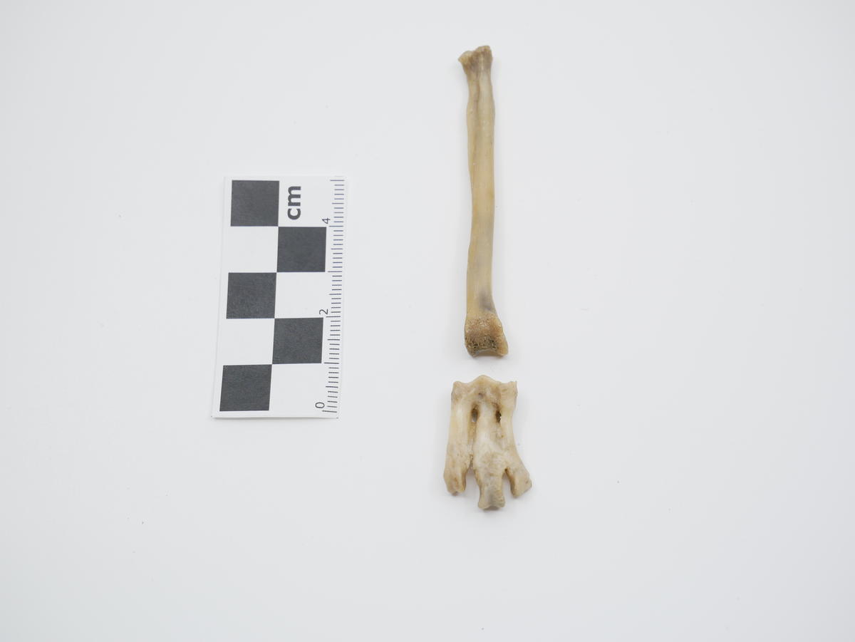 Little penguin subfossil tarsometatarsus and tibia - Faculty of ...