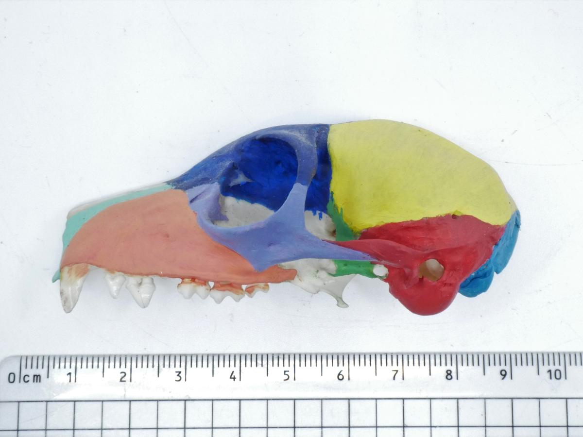 Lemur skull, bisected and painted - Faculty of Medicine, Dentistry and ...