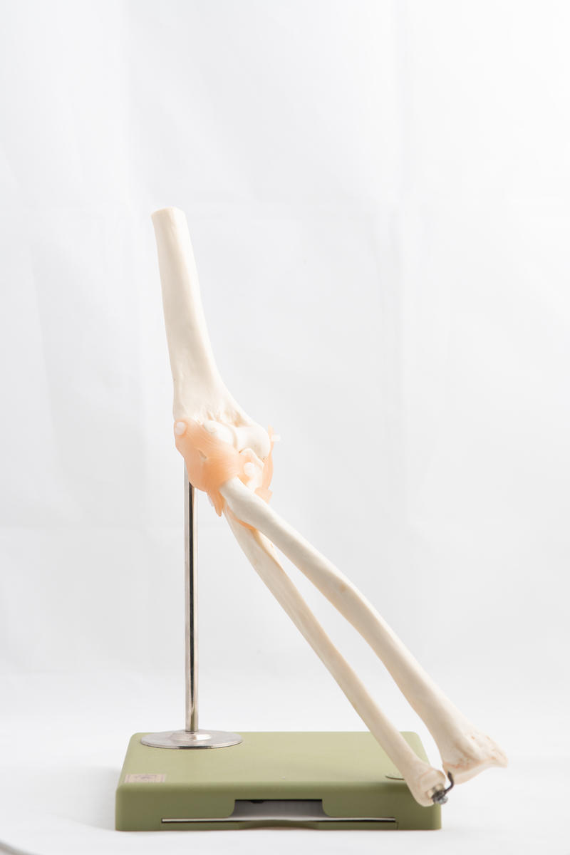 Elbow joint model - Faculty of Medicine, Dentistry and Health Sciences ...