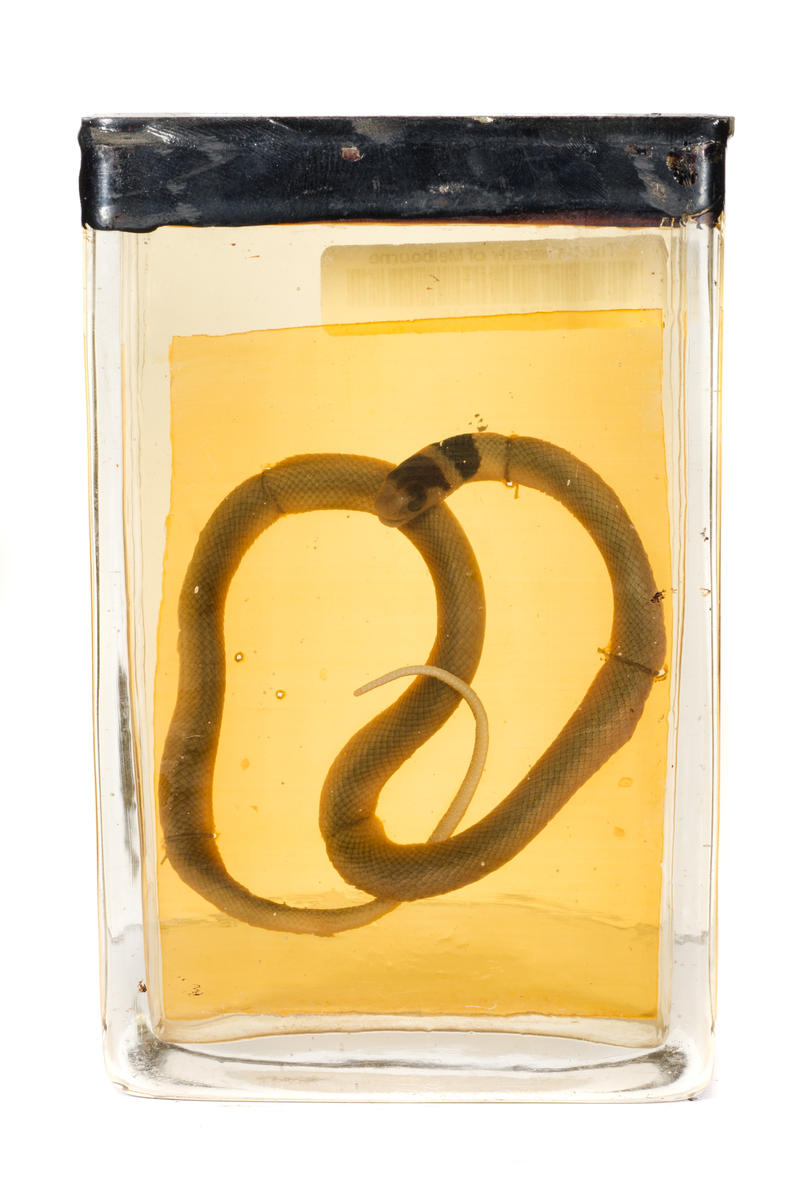 Eastern brown snake juvenile - Faculty of Medicine, Dentistry and ...