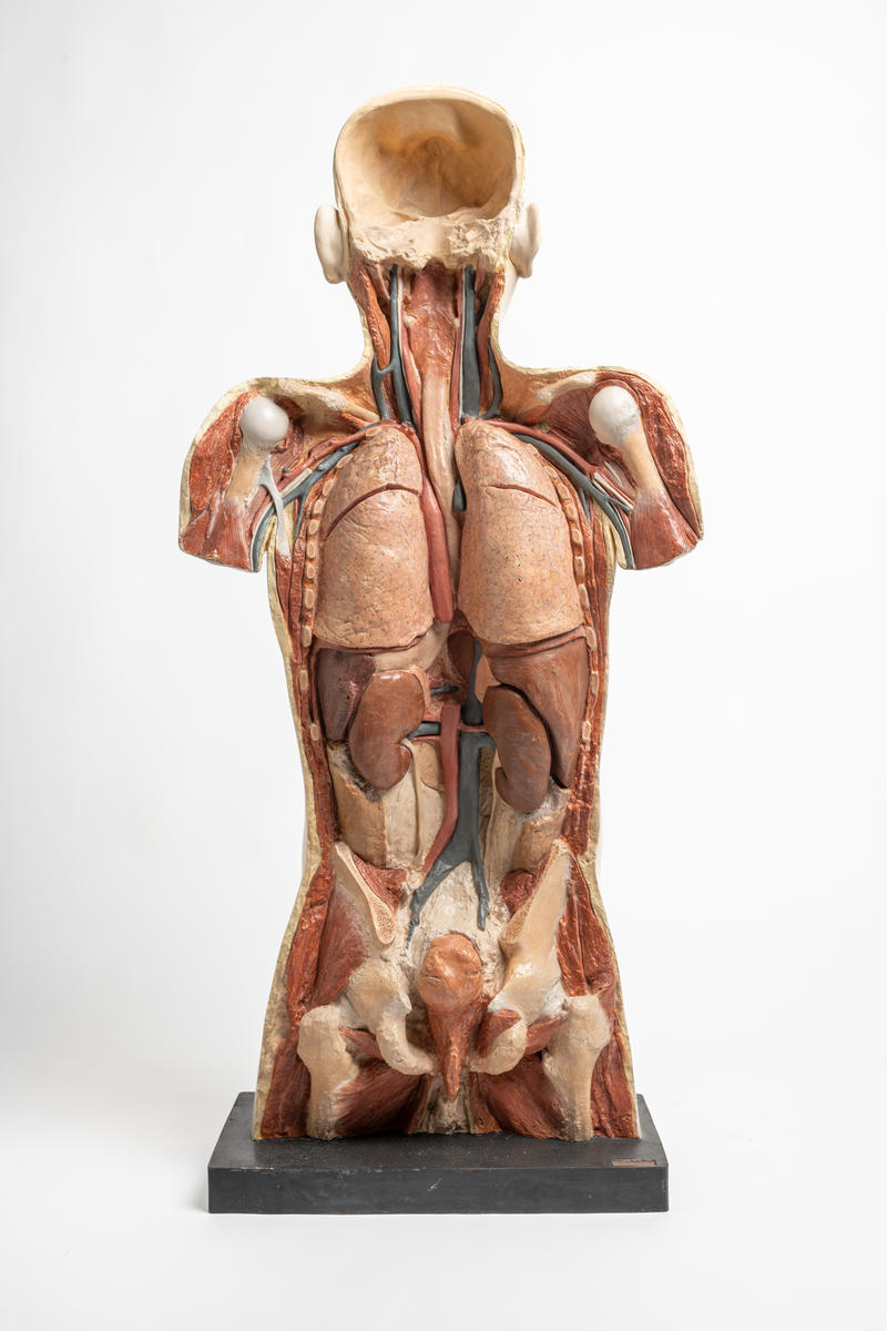 Steger-His model of torso posterior dissection - Faculty of Medicine ...