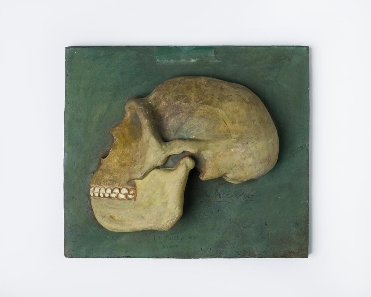 Neanderthal skull model - Faculty of Medicine, Dentistry and Health ...