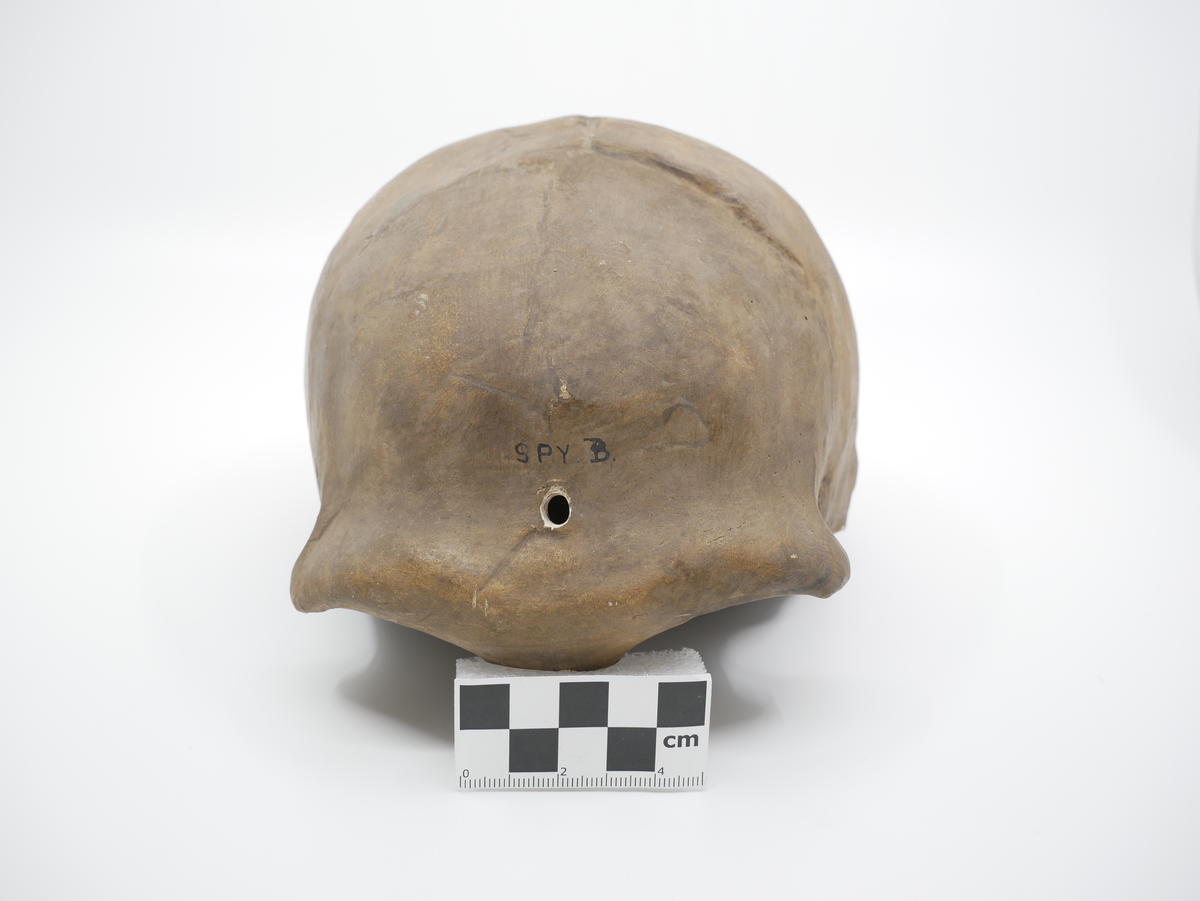 'Spy 2' Neanderthal partial skull, plaster cast - Faculty of Medicine ...