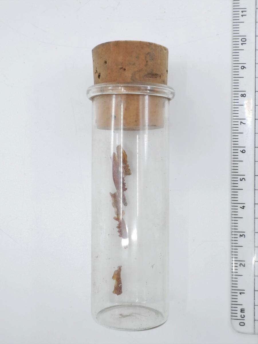 Antechinus subfossil mandibles and maxilla fragments - Faculty of ...