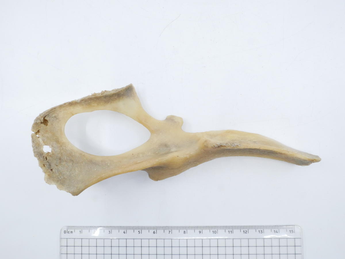 Red-necked wallaby subfossil hip bone - Faculty of Medicine, Dentistry ...