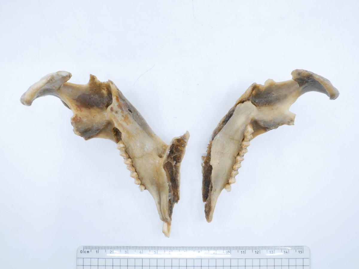 Wombat complete subfossil mandible - Faculty of Medicine, Dentistry and ...