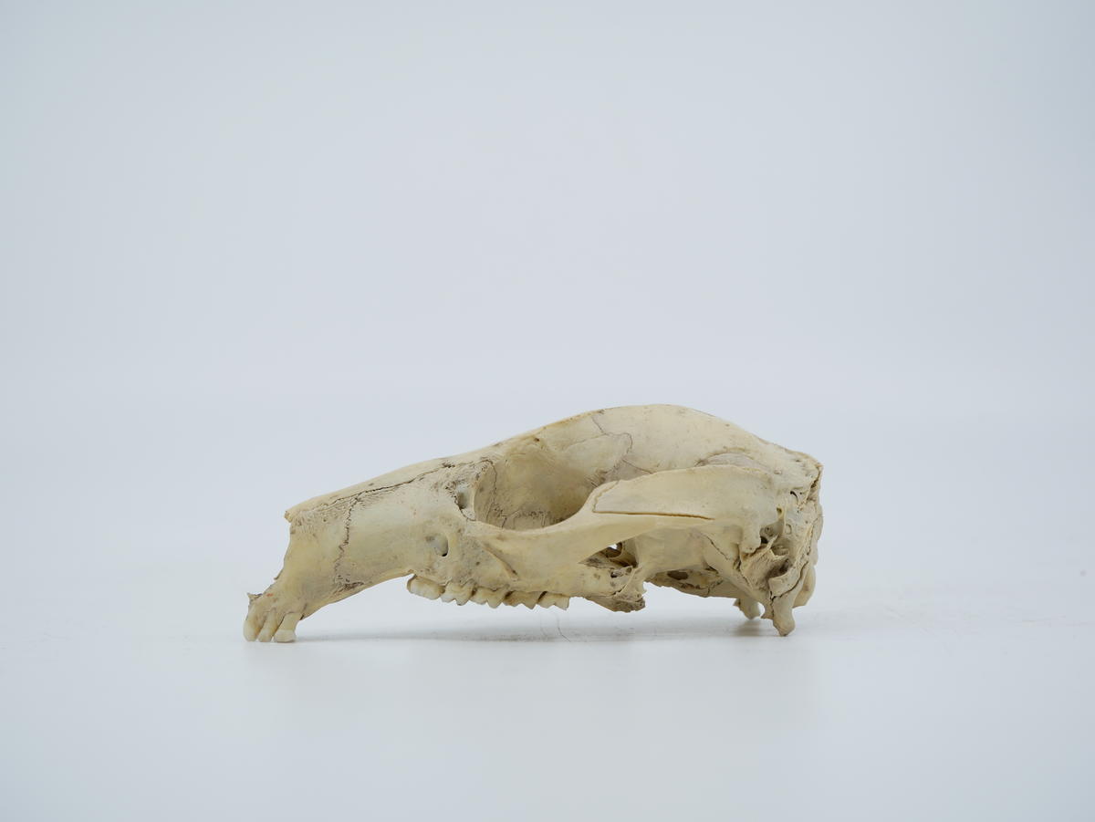 Tasmanian pademelon skull - Faculty of Medicine, Dentistry and Health ...