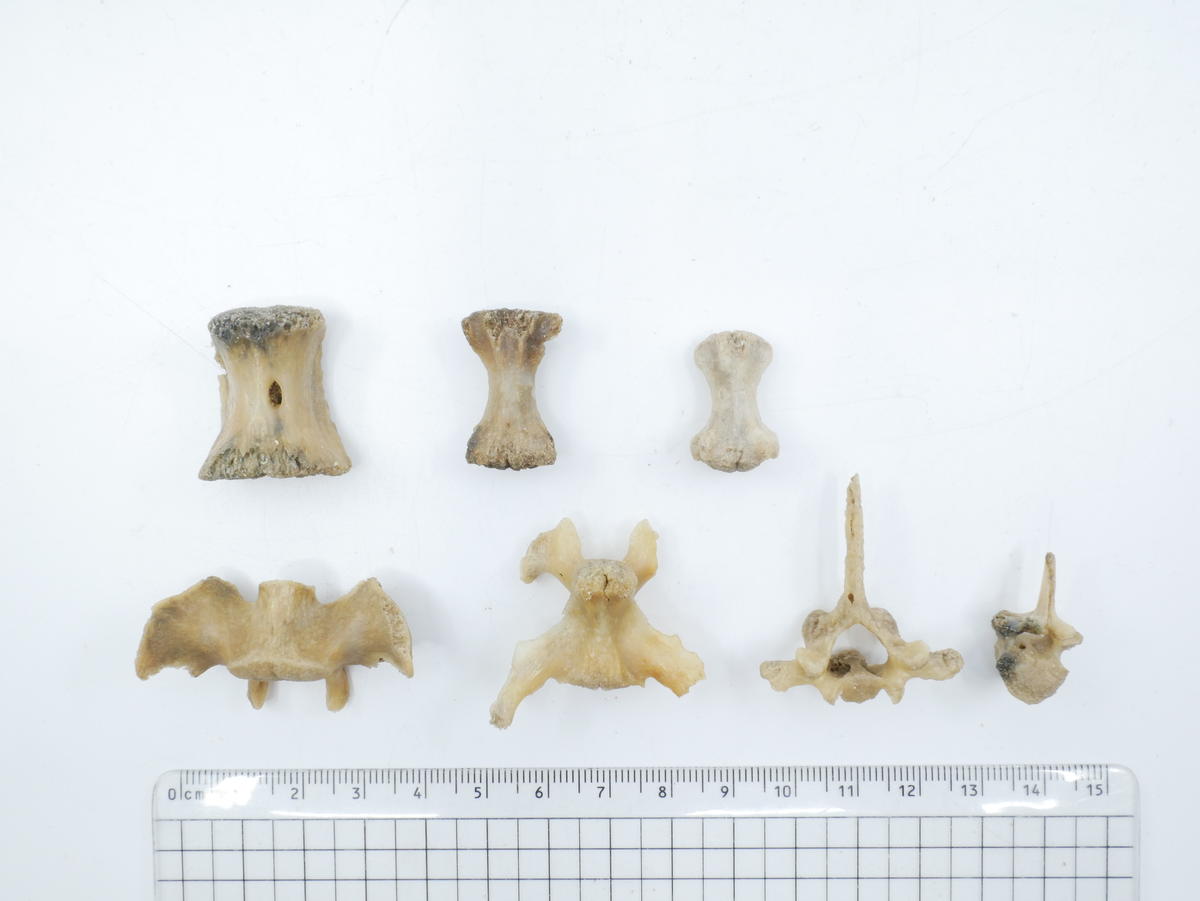 Tasmanian pademelon subfossil vertebrae - Faculty of Medicine ...