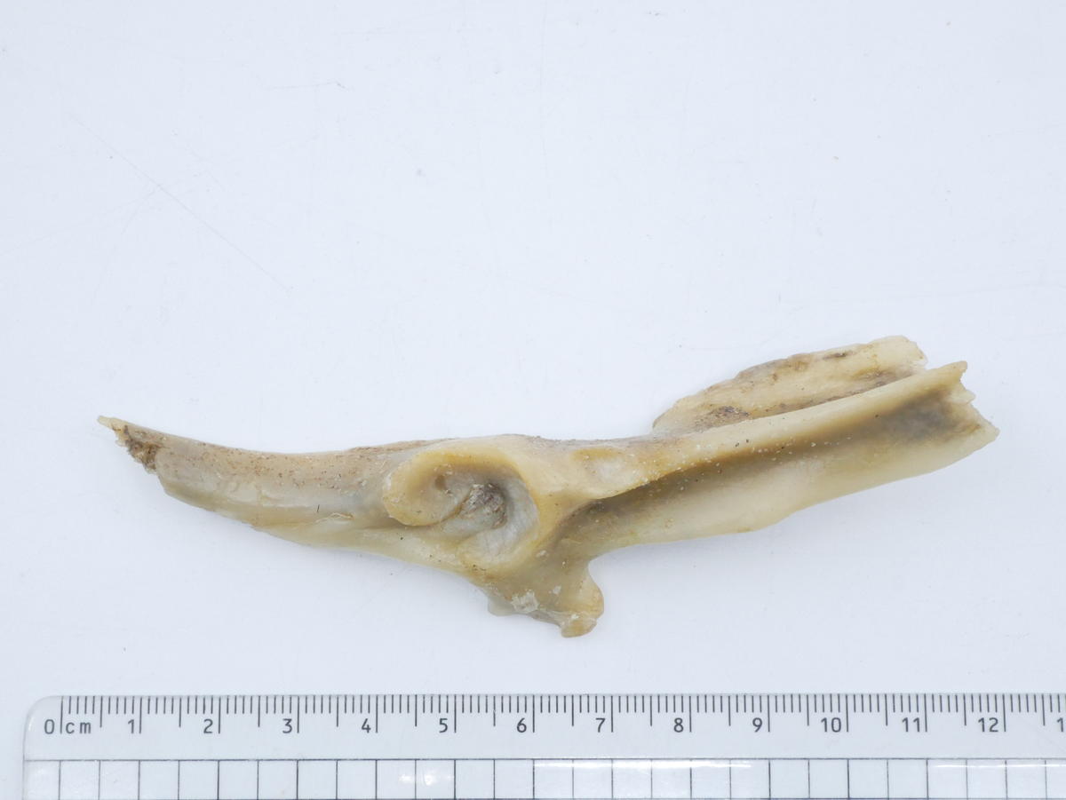 Tasmanian pademelon subfossil partial hip bone - Faculty of Medicine ...