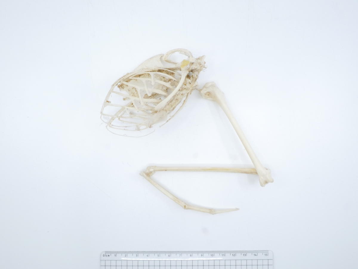 Shearwater partial articulated skeleton - Faculty of Medicine ...